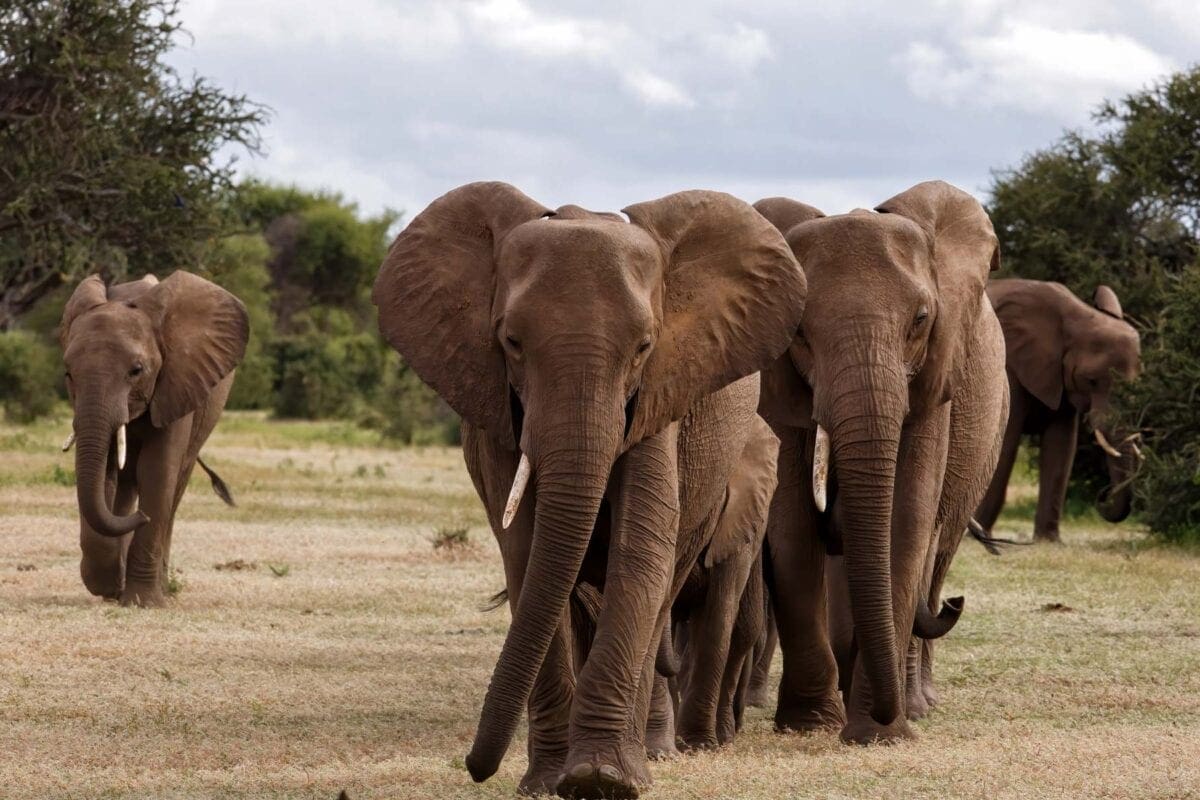 Tuli Block - Botswana Safari | Discover Africa