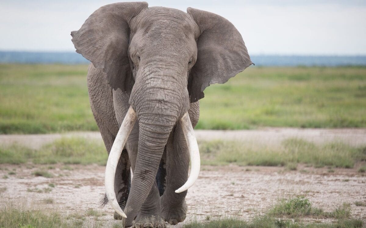 The Last of the Greats: Where to See Tusker Elephants in the Wild ...