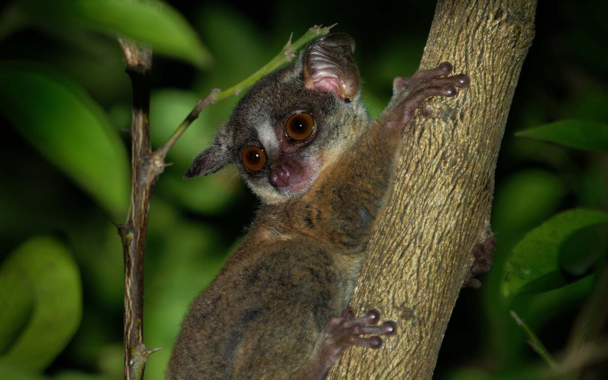 8 Iconic Animals Only Found in Africa You Can See on Safari – Discover ...