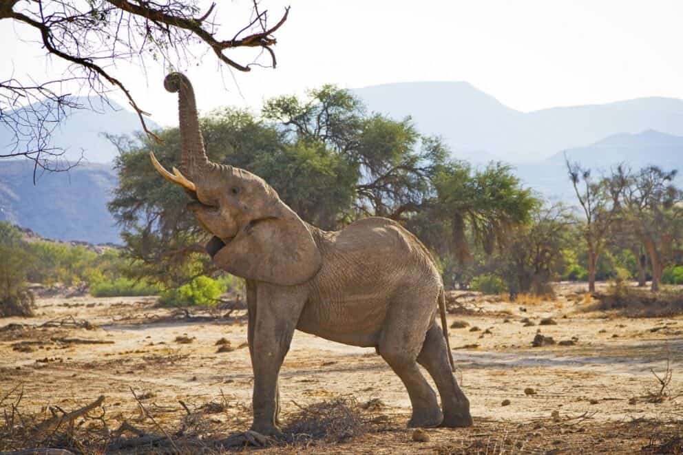 Meet the African Elephant - Facts and Photos – Discover Africa