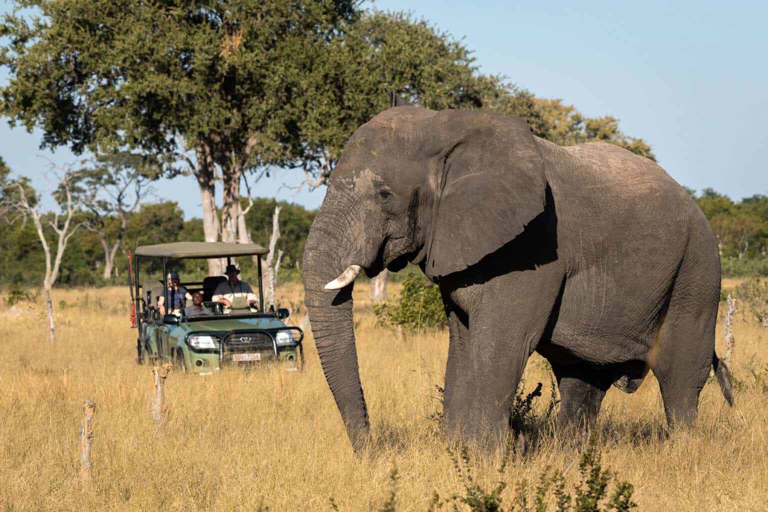 10 Reasons to Go on a Safari in Zimbabwe – Discover Africa