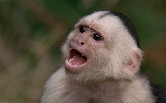 15 Famous Movie Monkeys - Slant Magazine