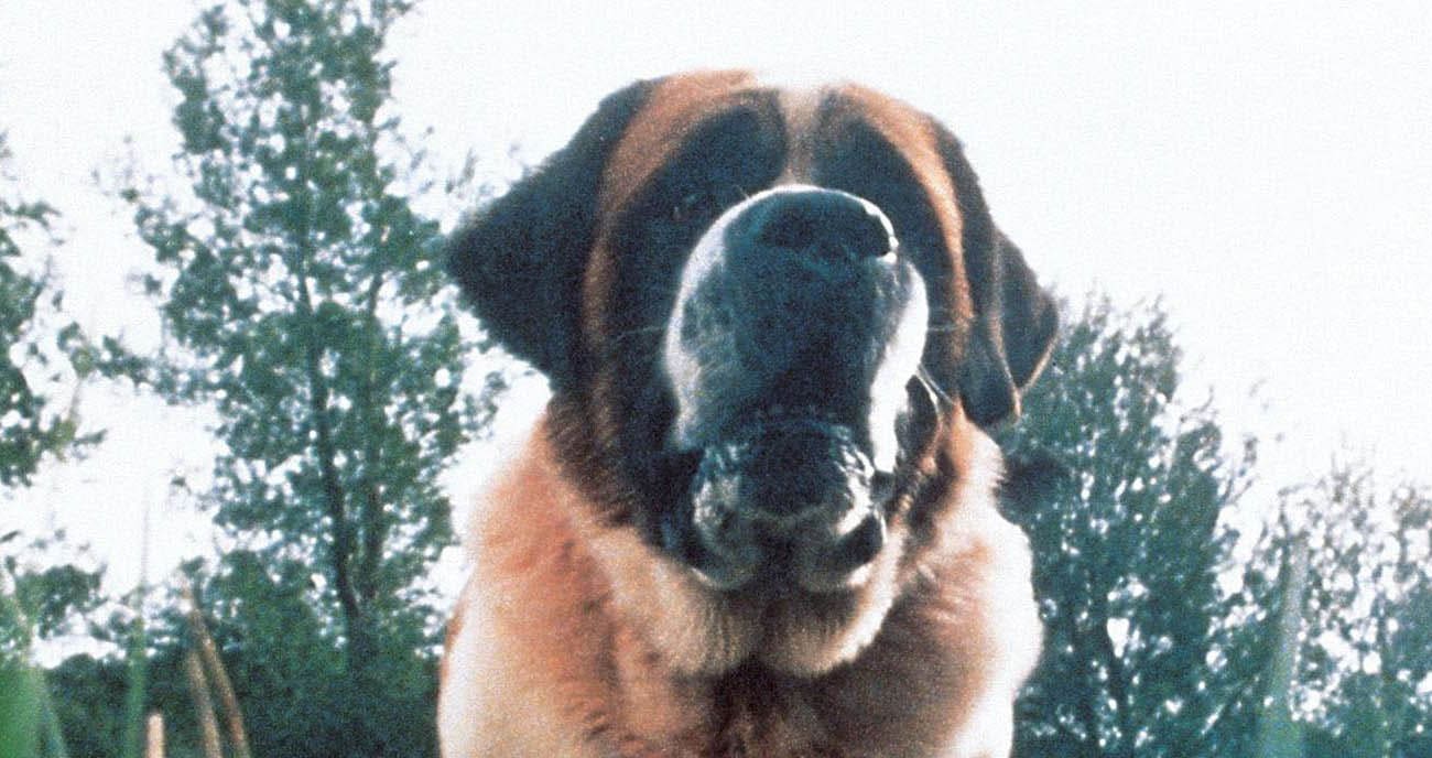 Review: Cujo - Slant Magazine