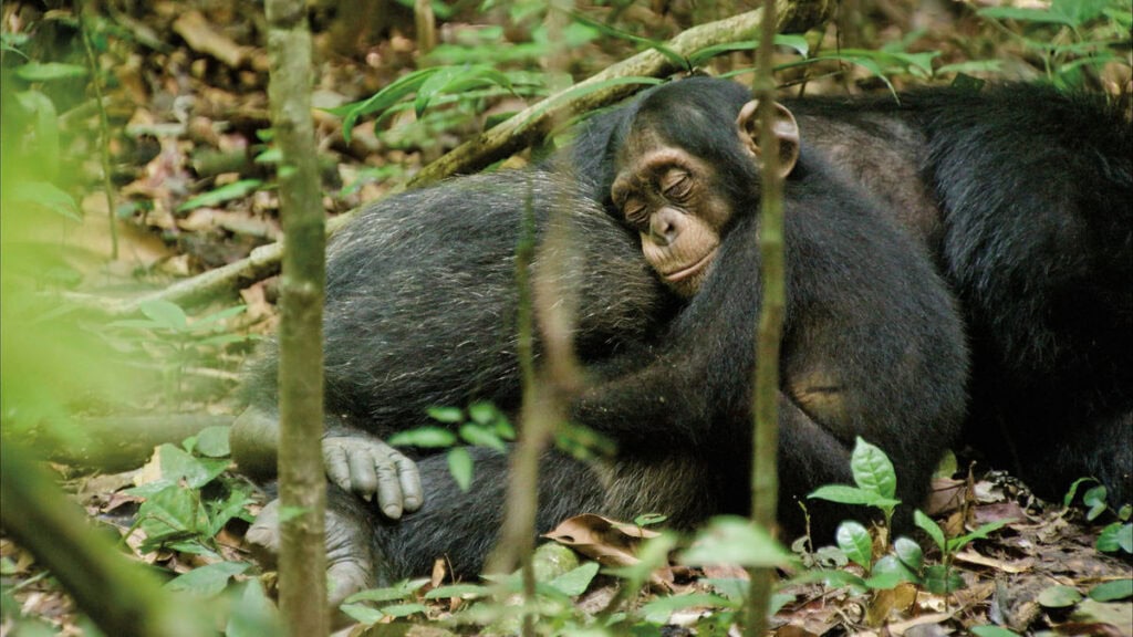 15 Famous Movie Monkeys - Slant Magazine