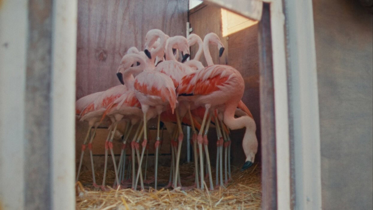 'Collective Monologue' Review: A Sensorial Look at Human-Animal Bonds