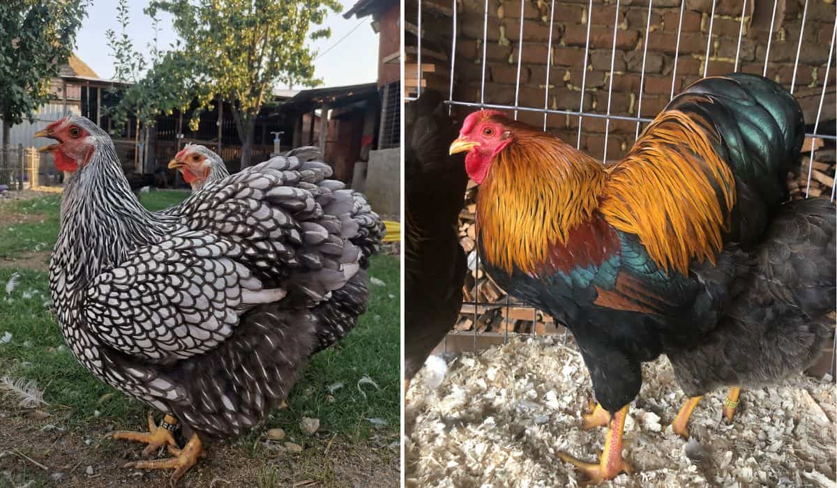 Cele mai frumoase păsări cu pedigree reunite într-o expoziție cu ...