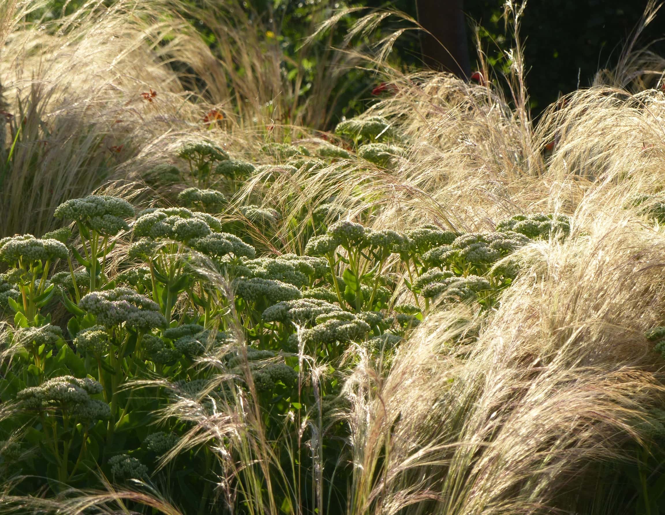 Photo Competition - Hardy Plant Society