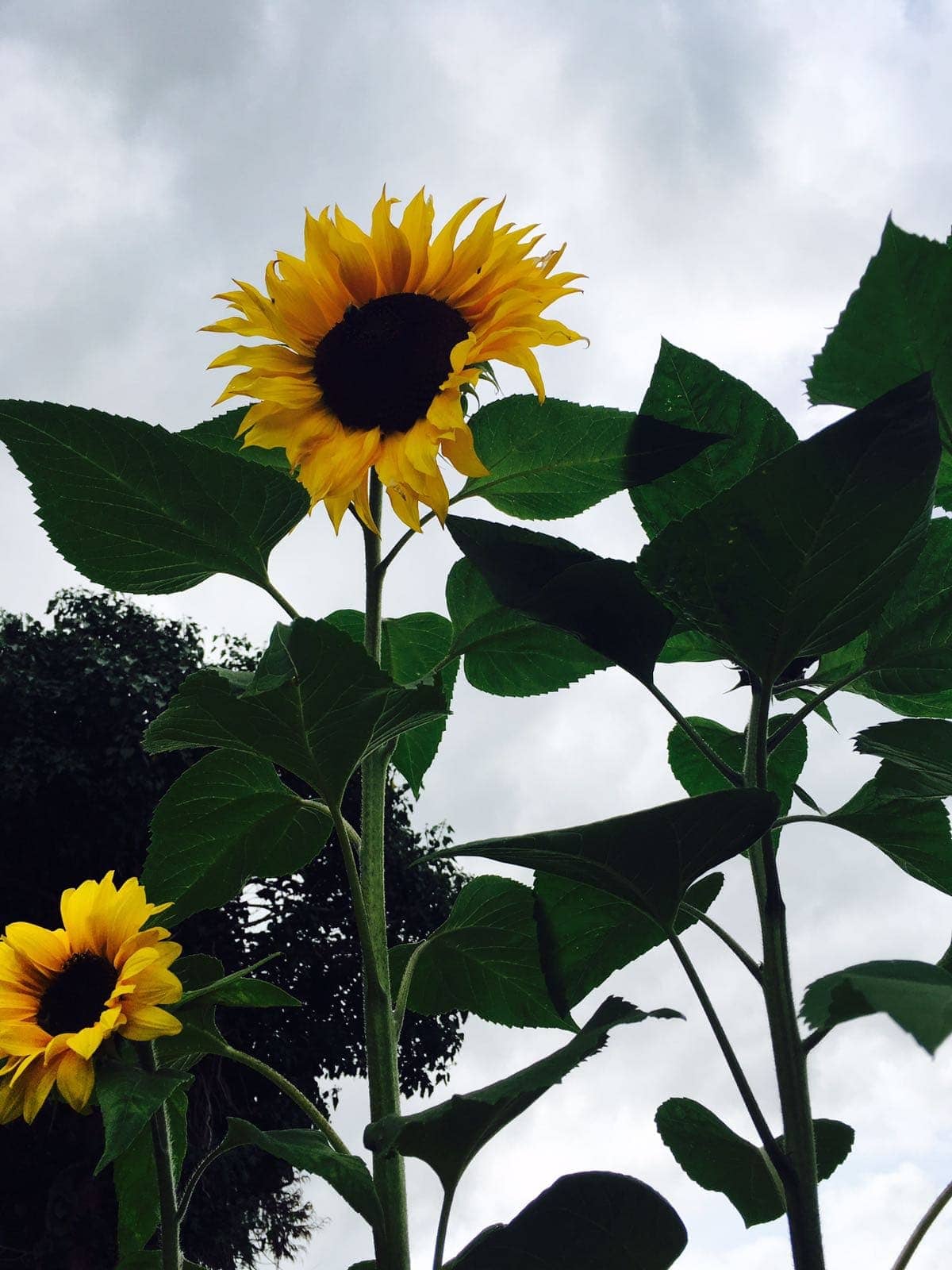 Photo Competition - Hardy Plant Society