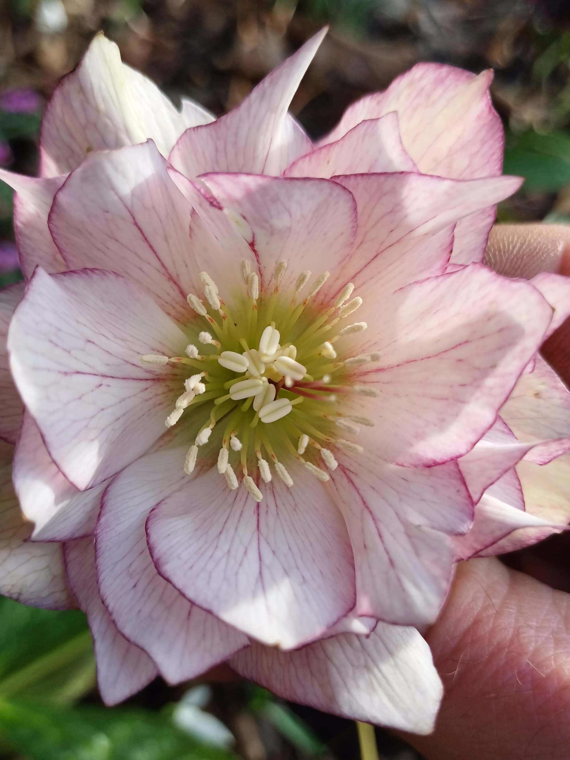 Hybrid Hellebores In The Lakeside Garden Hardy Plant Society