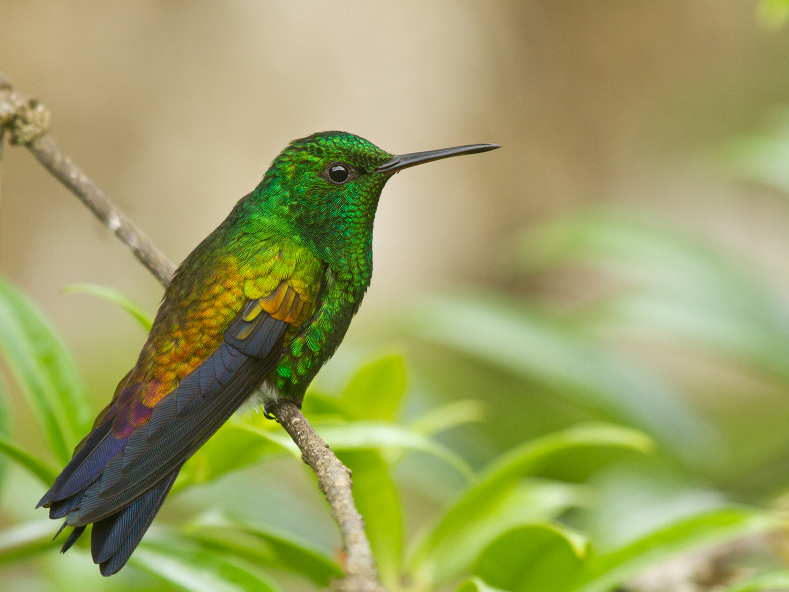 Copper-rumped Hummingbird - Birding Trinbago