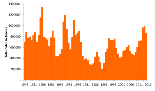 Atlantic Cod: The Good, The Bad, and the Rebuilding - Part 1 ...