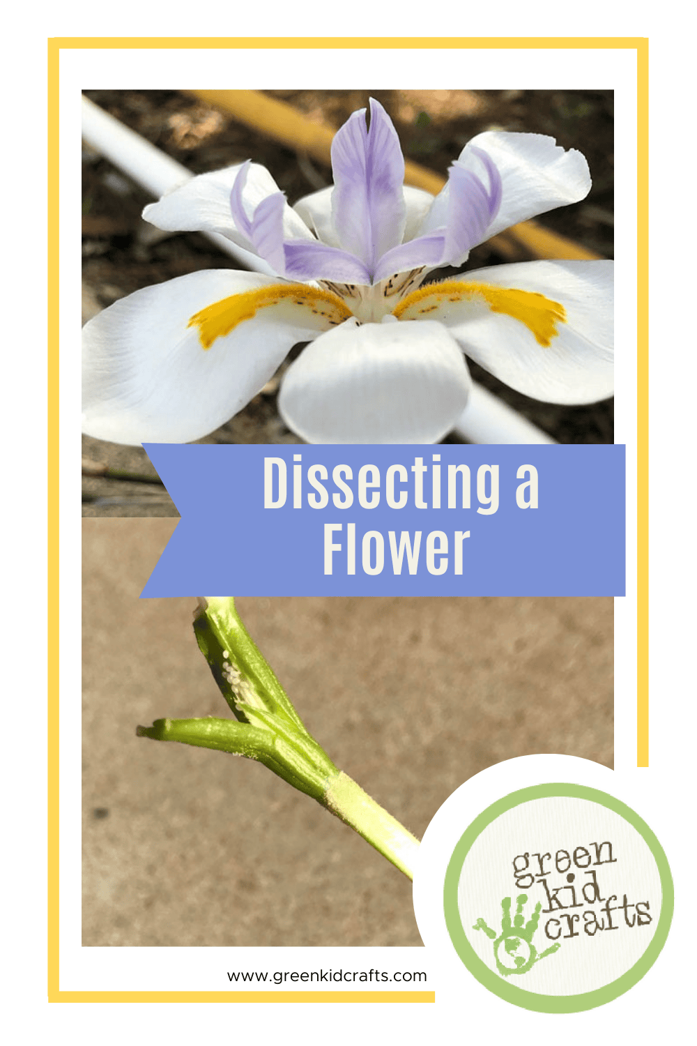 Fun Play: Dissecting a Flower Project for Kids