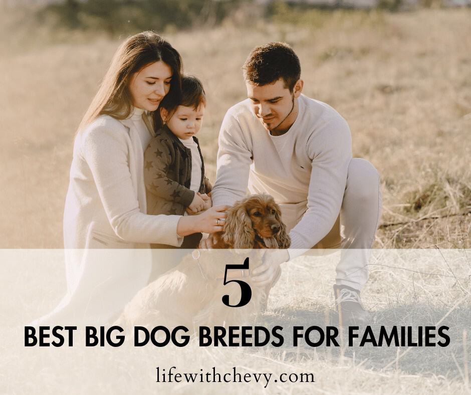 5 Best Big Dog Breeds For Families - Life with Chevy