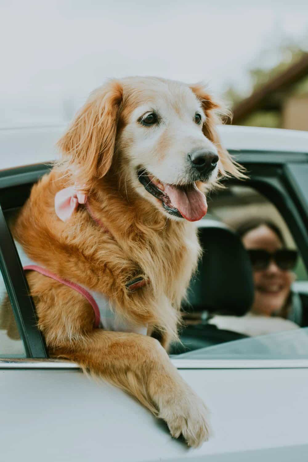 13 Cute Dog Bucket List Ideas- You Will Never Be Out Of Ideas Of Things ...