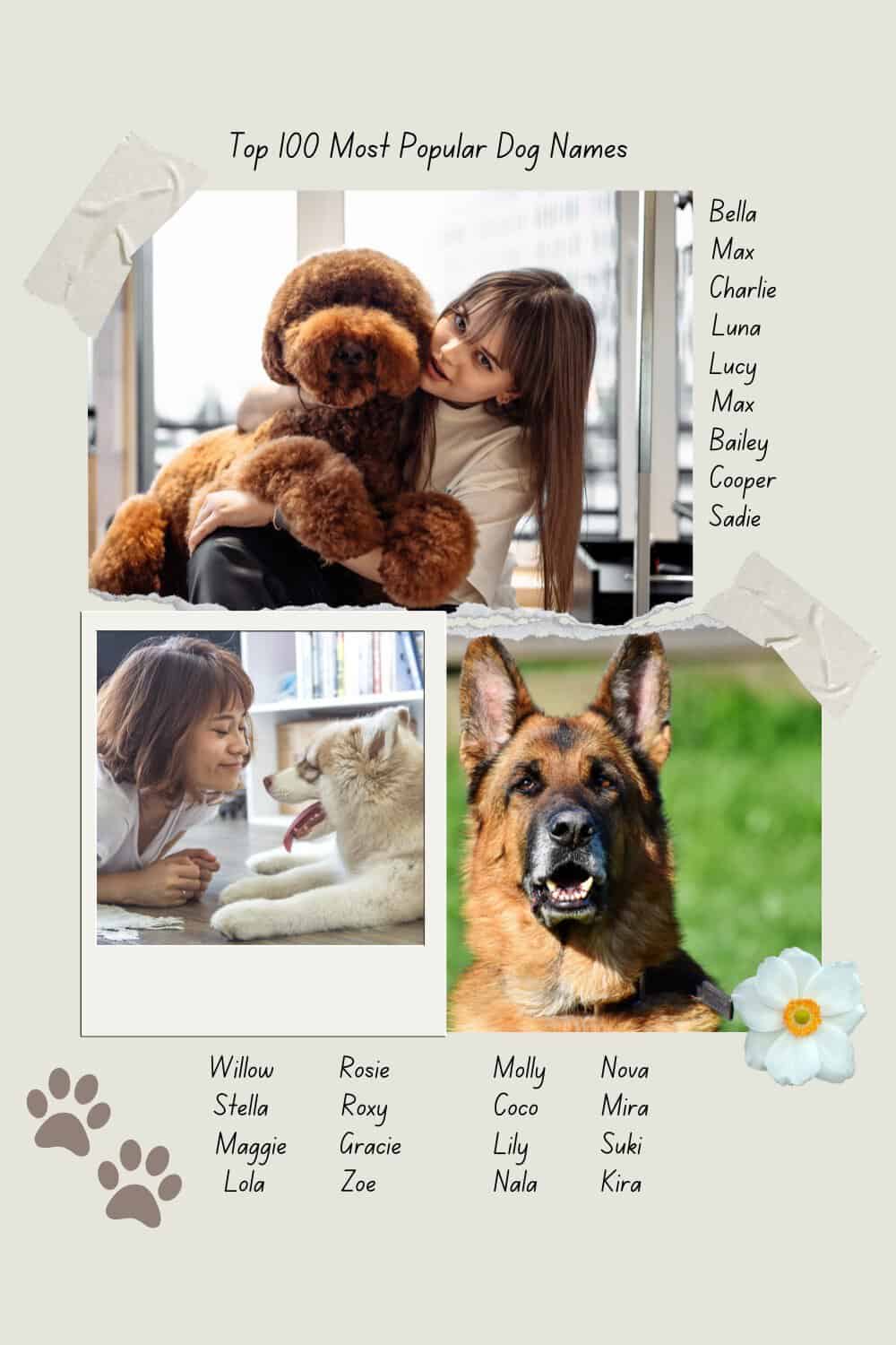 Top 100 Dog Names List: The Most Popular and Unique Dog Names with ...