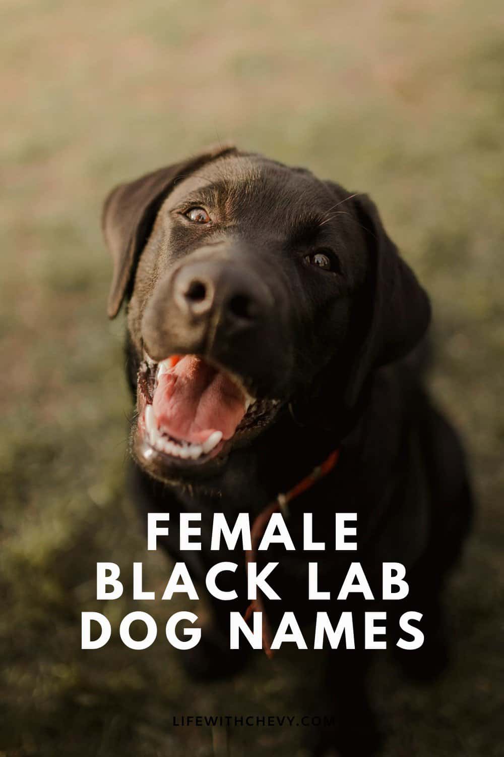 50+ Good Dog Names for Black Labs: The Only List You'll Ever Need 🖤🐶 ...