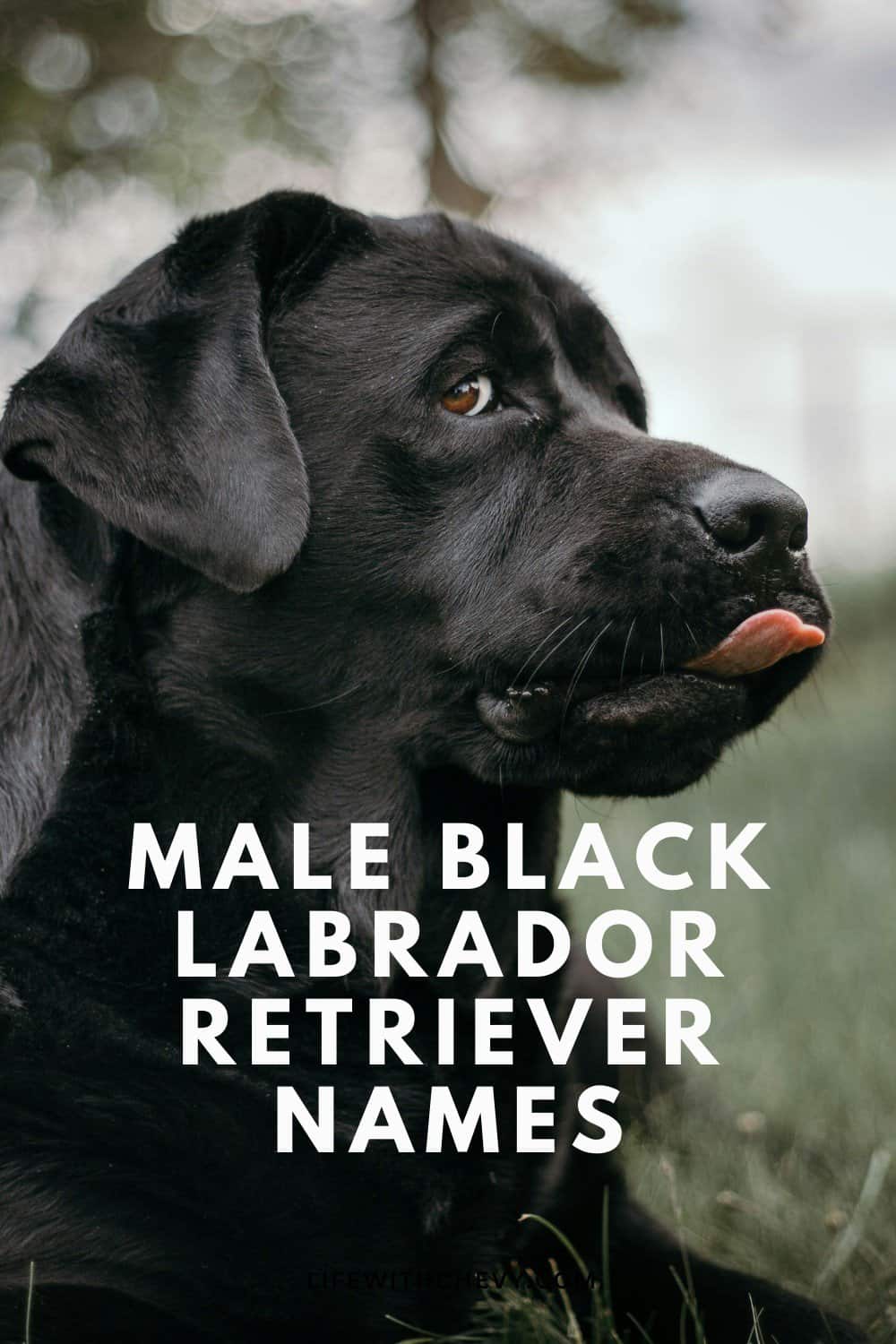 50+ Good Dog Names for Black Labs: The Only List You'll Ever Need 🖤🐶 ...