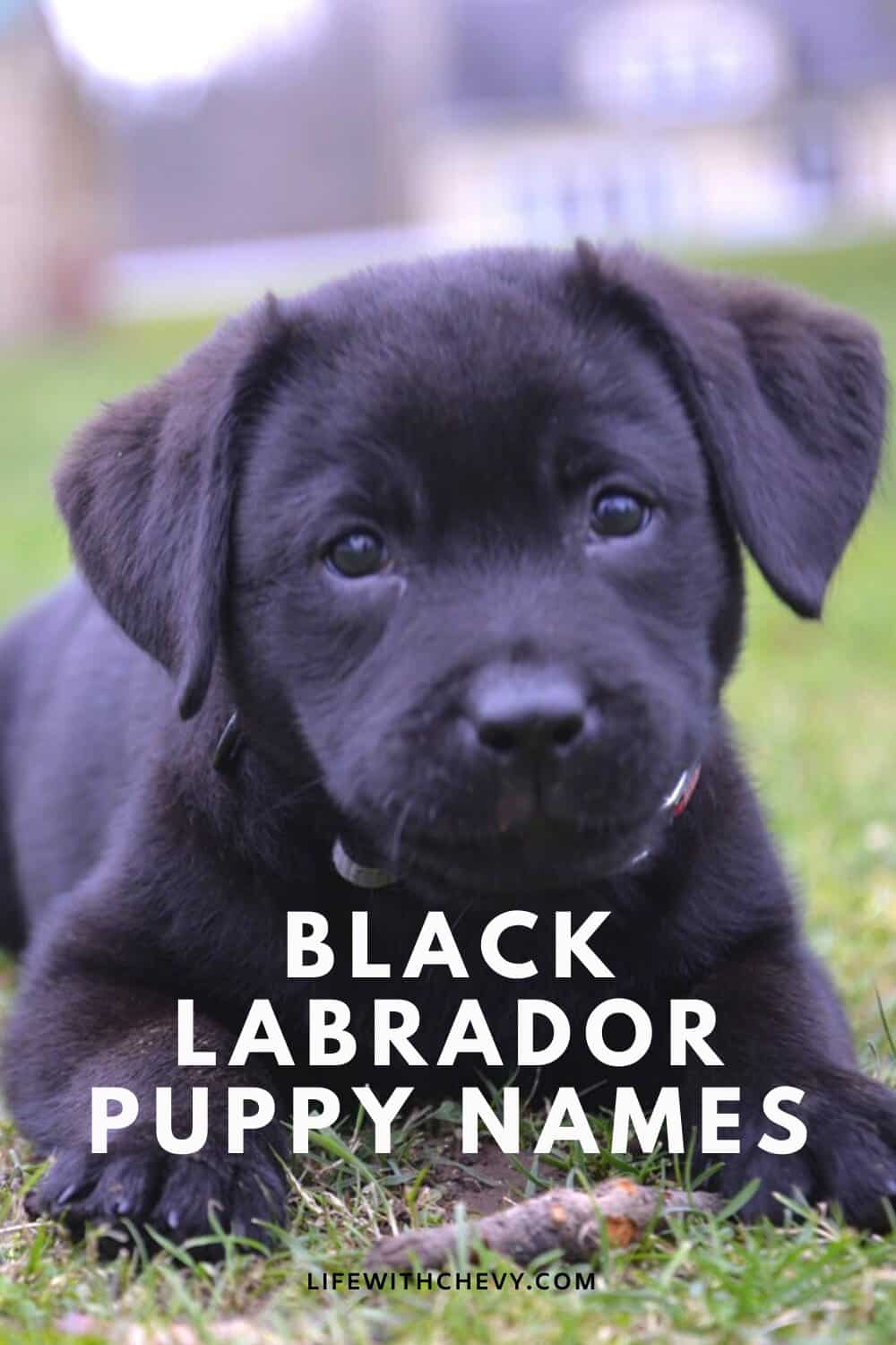 50+ Good Dog Names for Black Labs: The Only List You'll Ever Need 🖤🐶 ...