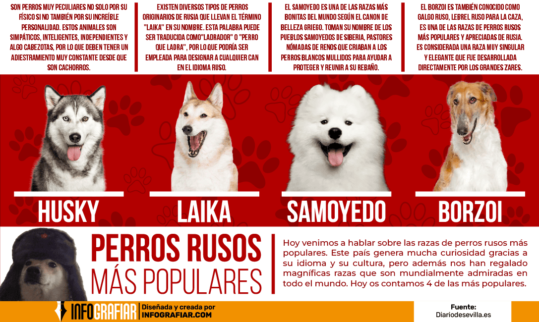 Los Perros Rusos mas populares del mundo - INFOGRAFIAR