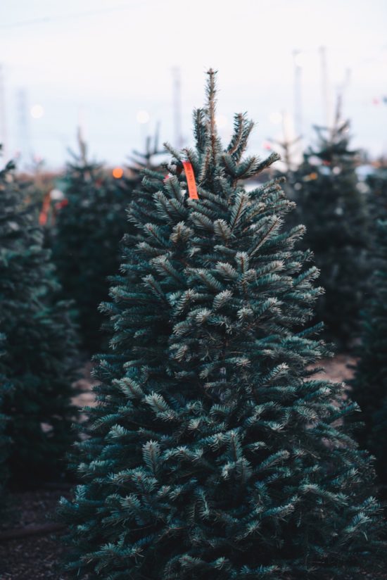 5 Best Christmas Tree Options for Sustainable Living - Mindful of the Home