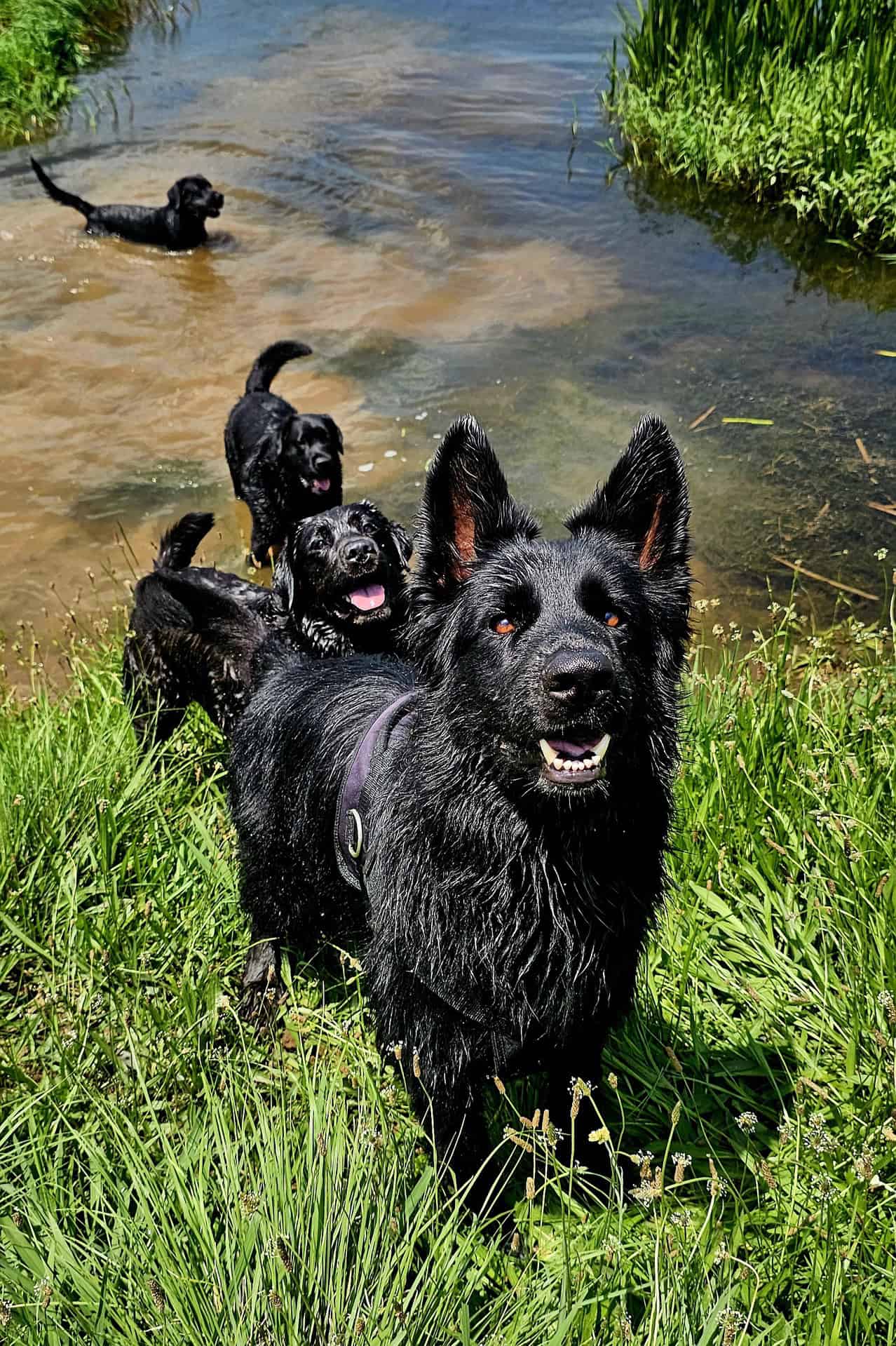 Home - Springvale Farm Cottages