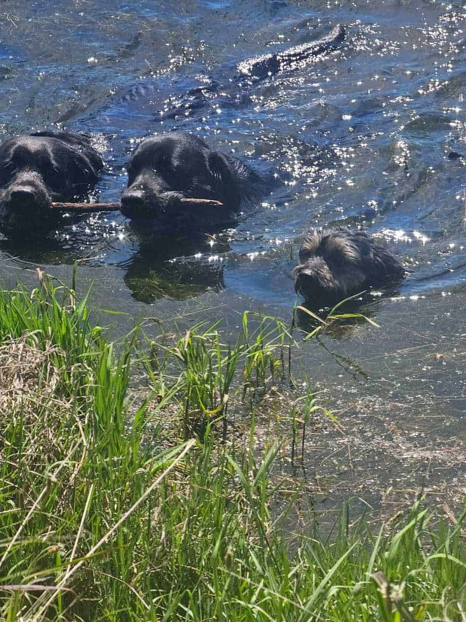 Home - Springvale Farm Cottages
