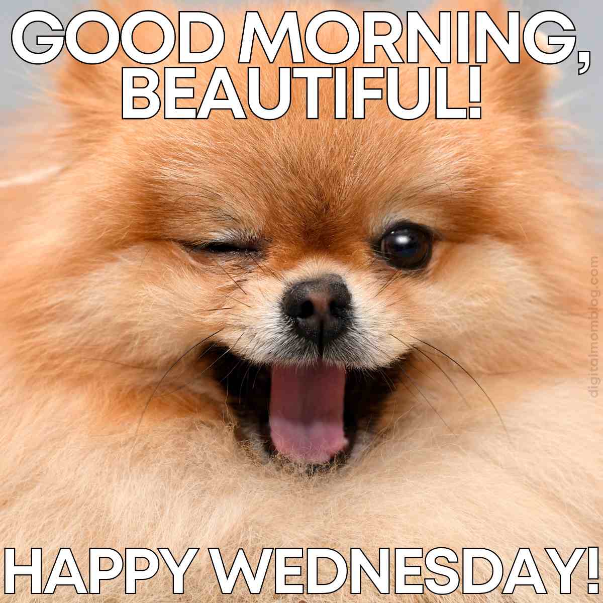 Happy Wednesday Images Funny