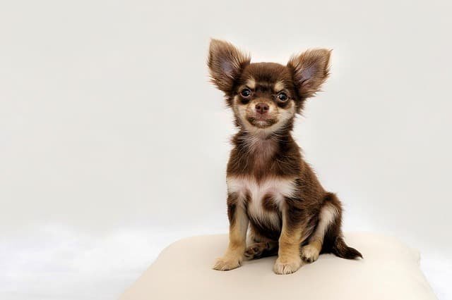 Apple Head Chihuahua: Care Information and Other Facts