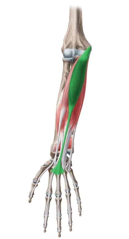 L'evoluzione dell'uomo: il palmaris longus - Missione Scienza
