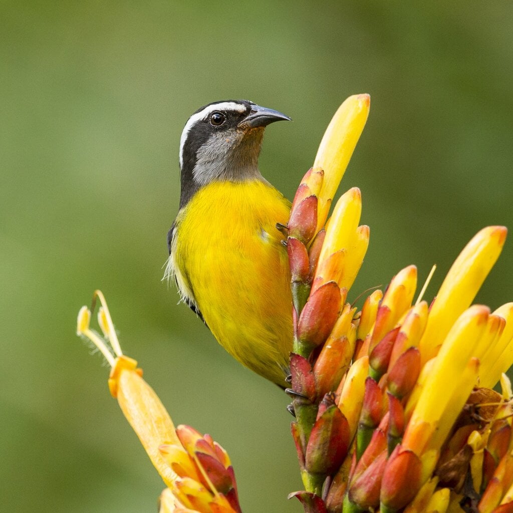 Bananaquit - Birding Trinbago