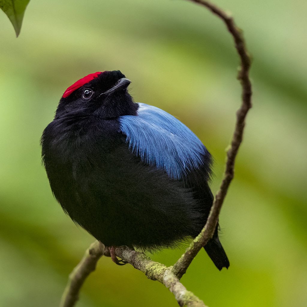 Blue-backed Manakin - Birding Trinbago