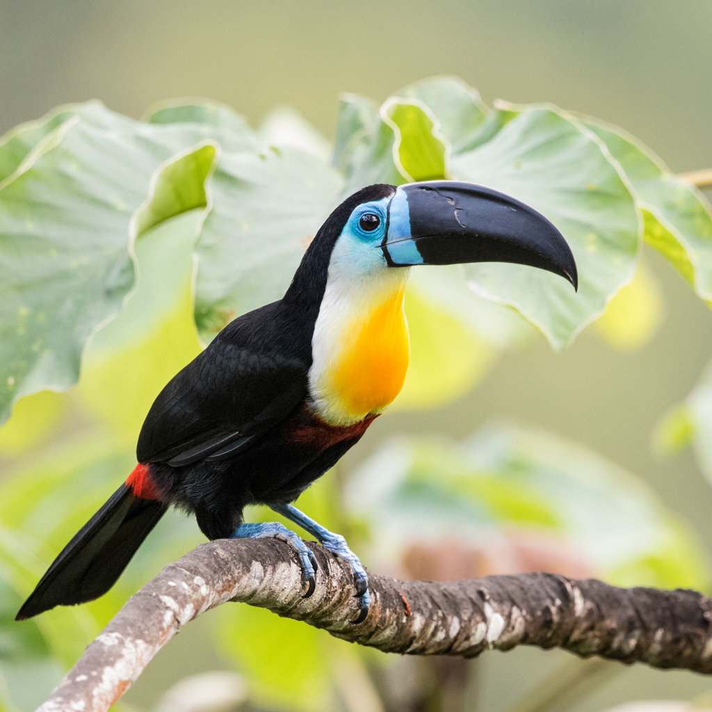 Channel-billed Toucan - Birding Trinbago