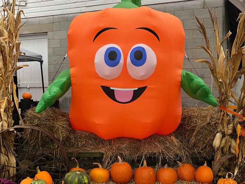 Square Pumpkin