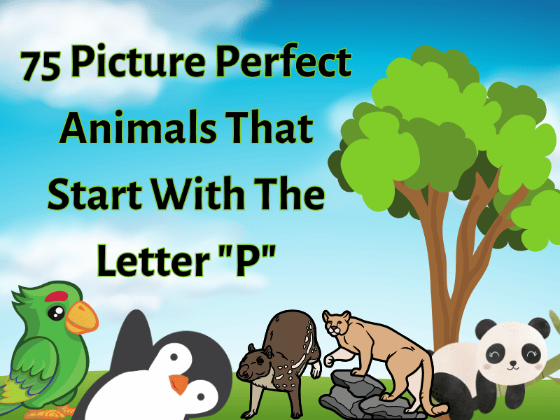 Animal Predators List