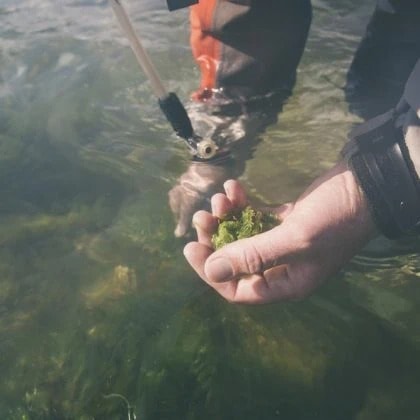underwater foraging