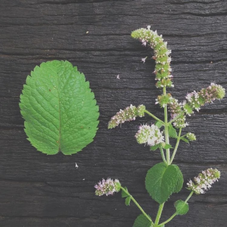 mint identification uk