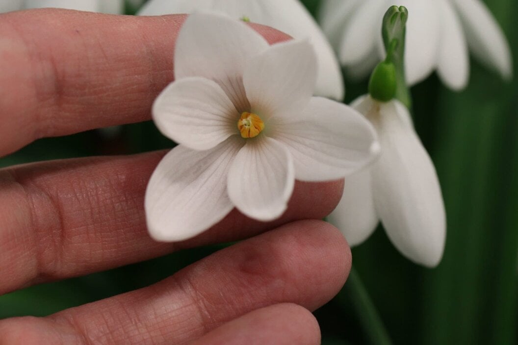 galanthus sprite