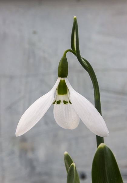 grumpy snowdrop