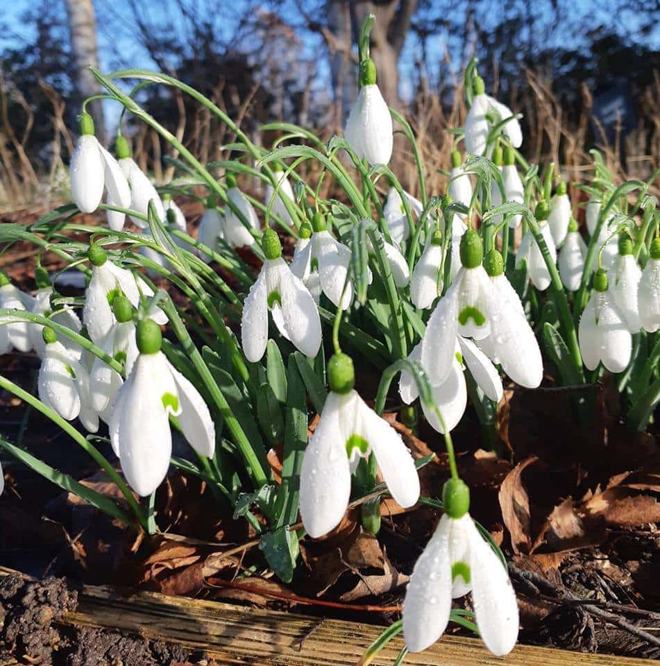 galanthus sprite