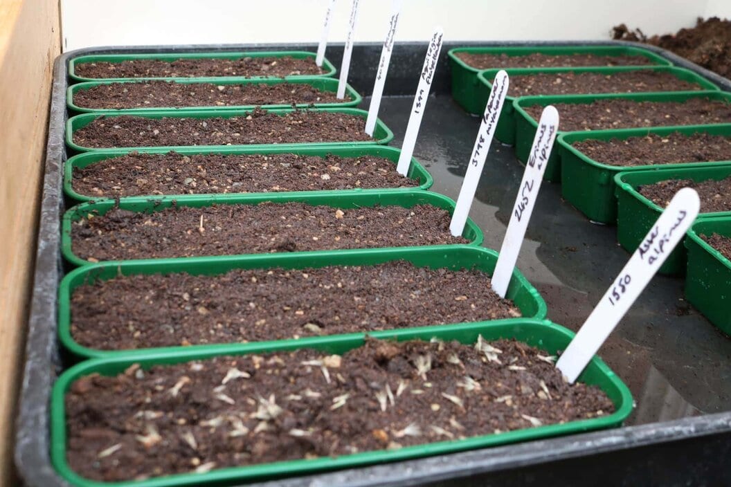 alpine plant compost