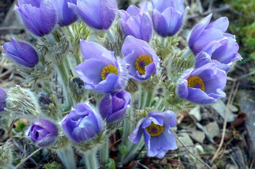 pascale flower