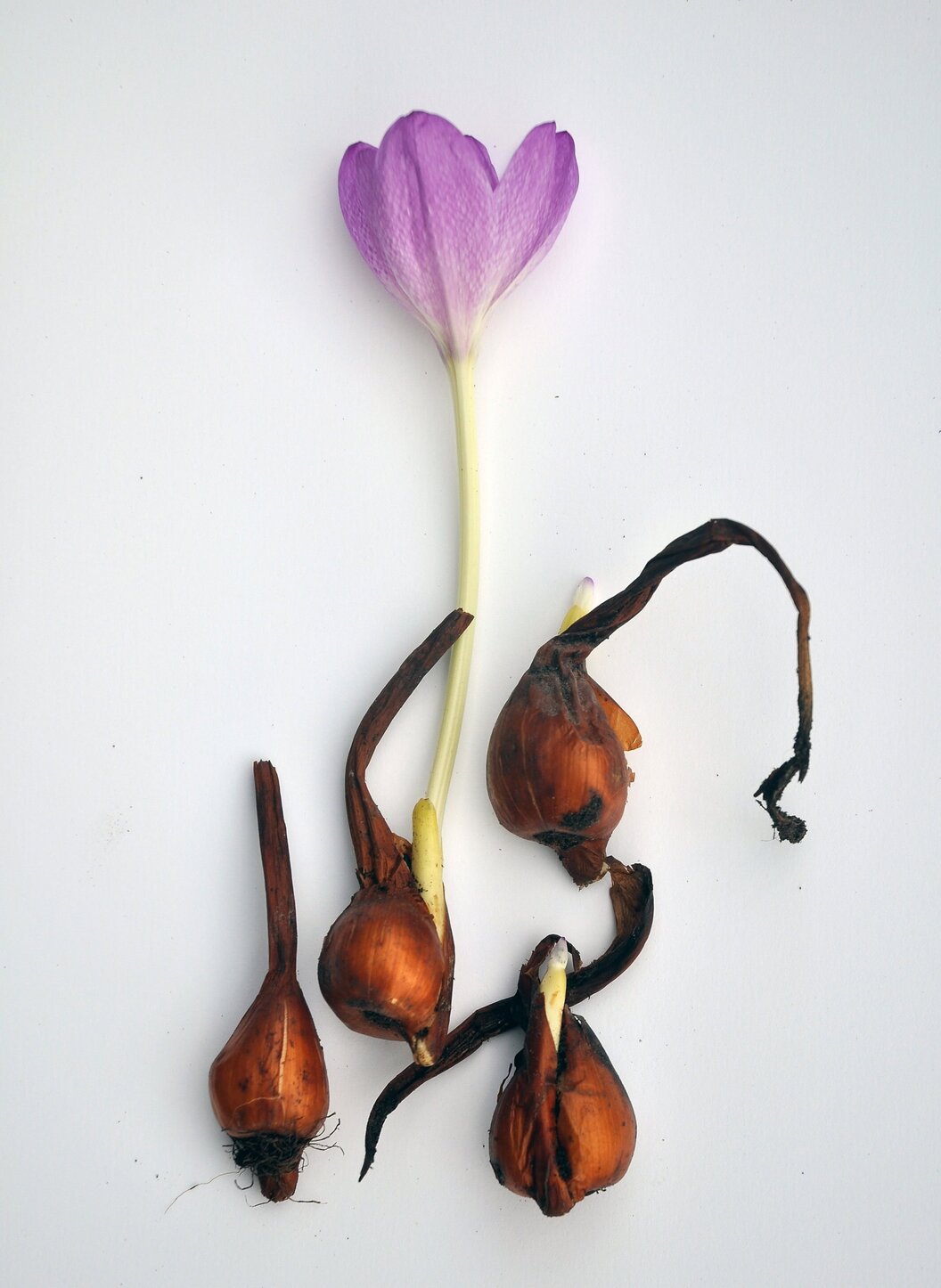 crocus corms