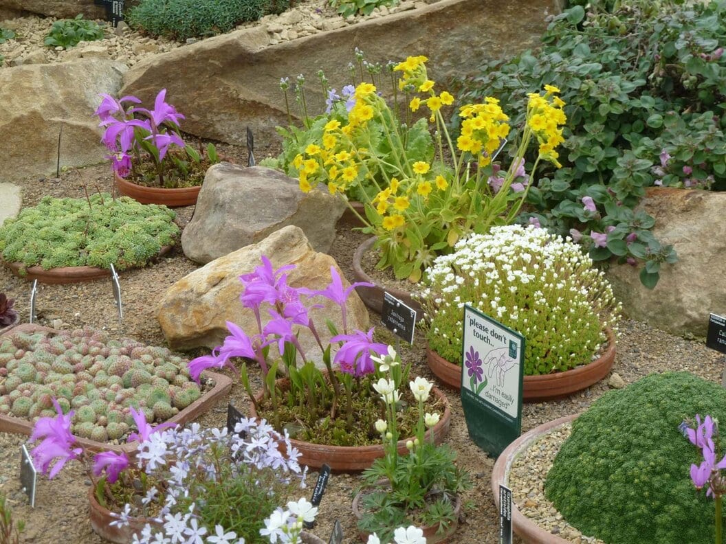 alpine shrubs uk