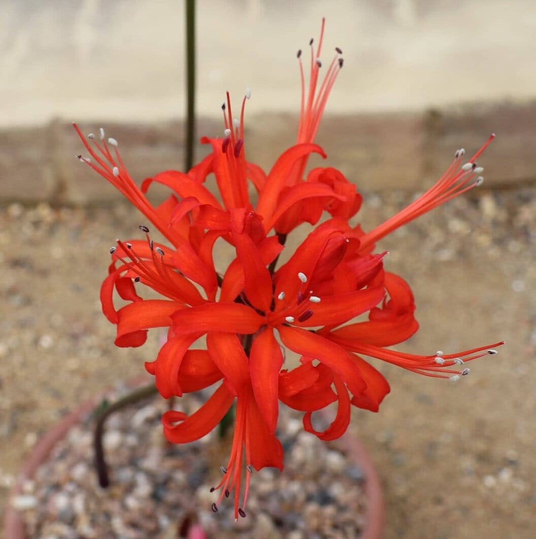 nerines in pots