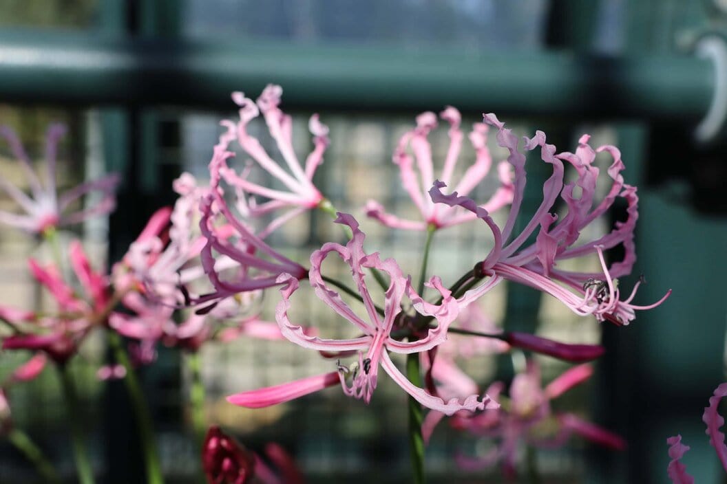 nerine winter