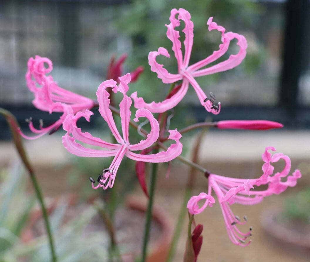 nerine winter care