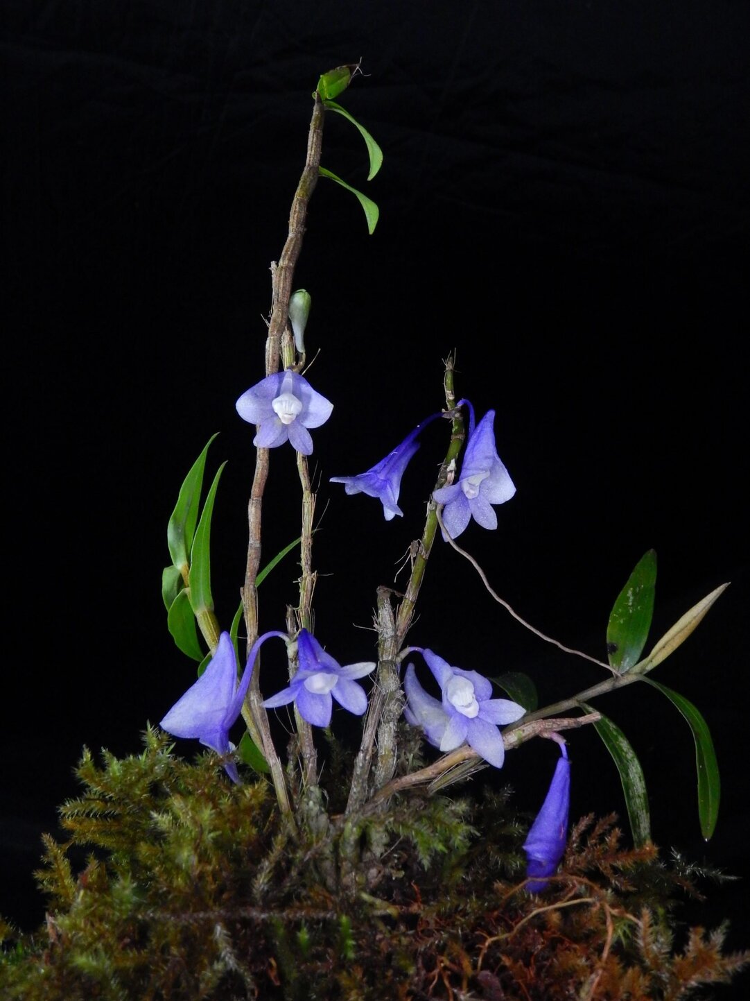 Rare Blue Orchid
