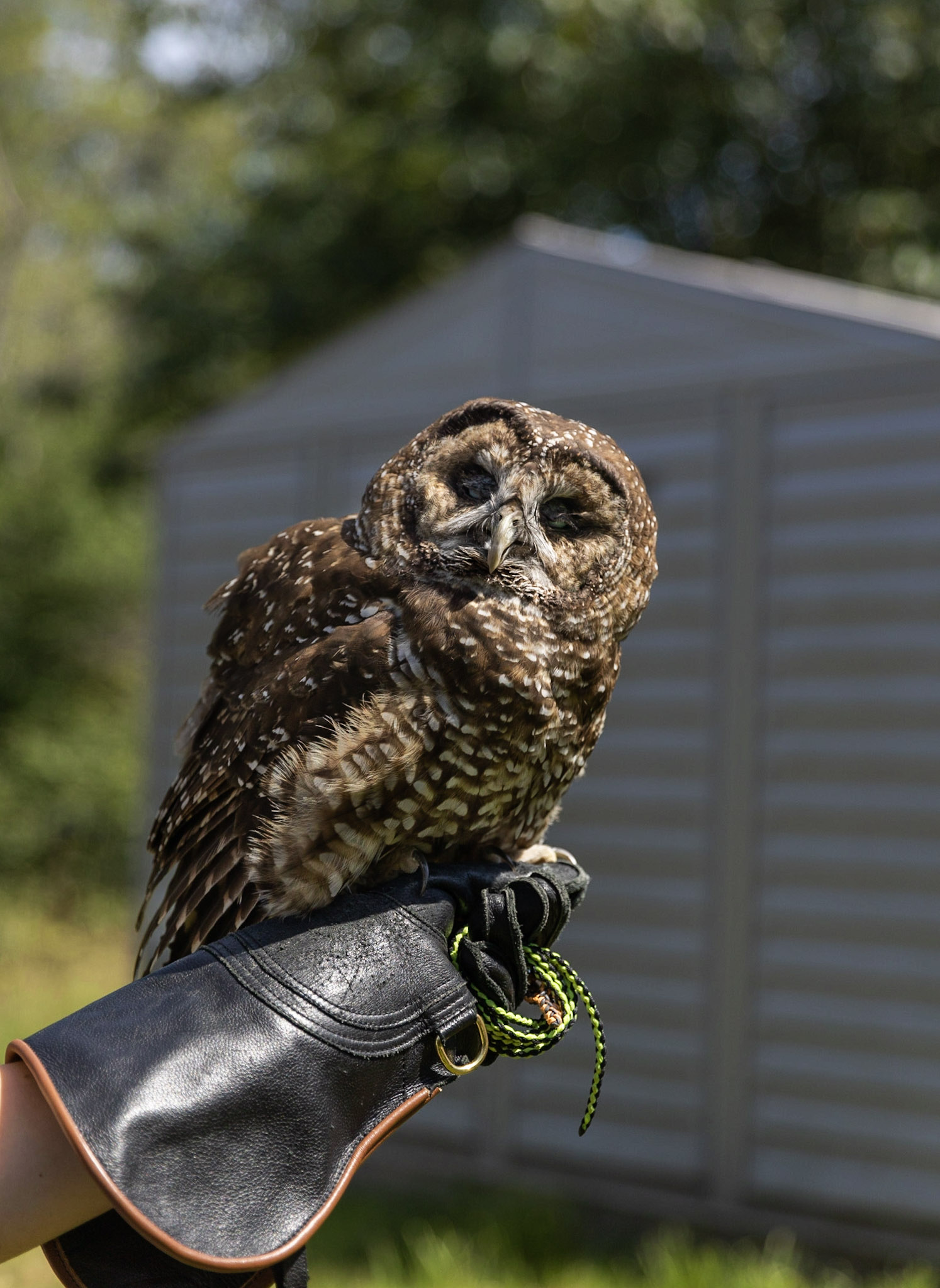 California Spotted Owl Flying