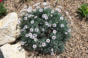 Top 9 Alpines for Beginners - Alpine Garden Society