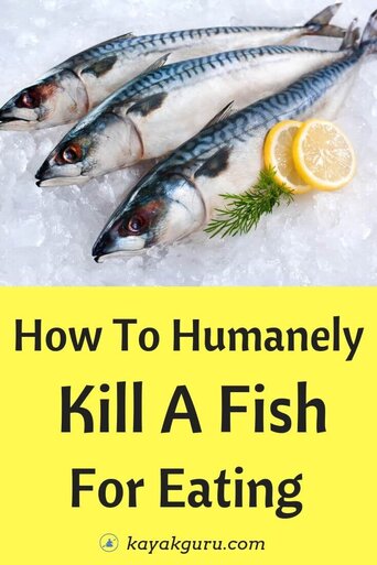 How To Humanely Kill A Fish For Eating (Kind Way To Euthanize A Fish)